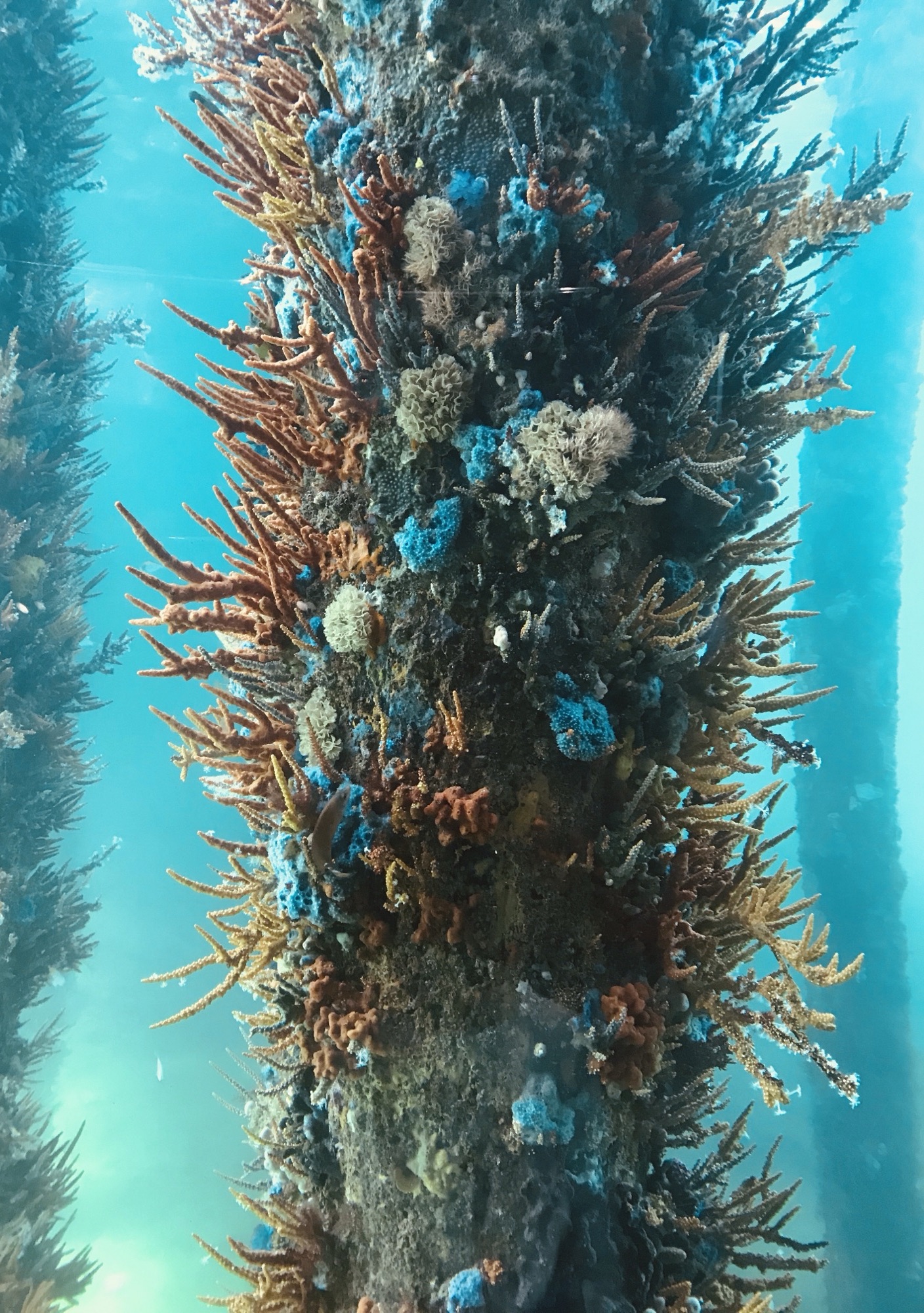 Ultimate Guide to Snorkeling at Busselton Jetty – The Travel Bee